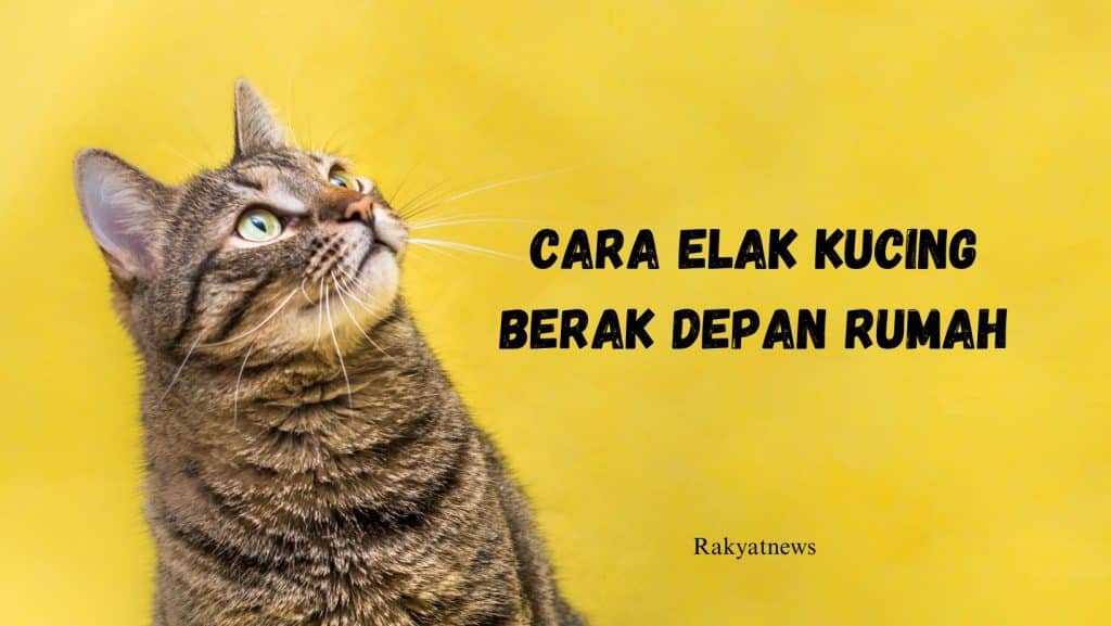 Cara Elak Kucing Berak Depan Rumah - Info rakyat